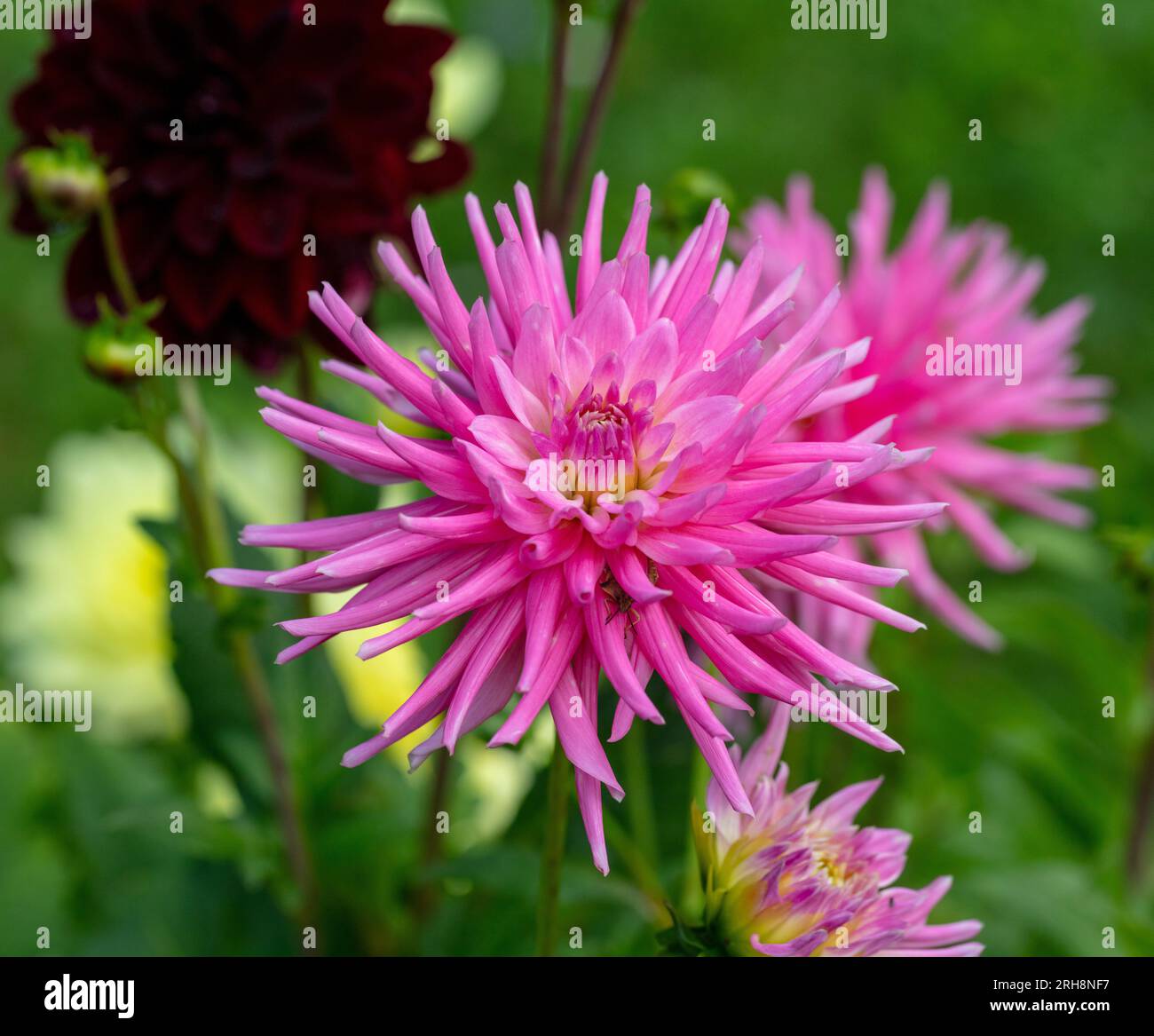Ballego hi-res stock photography and images - Alamy