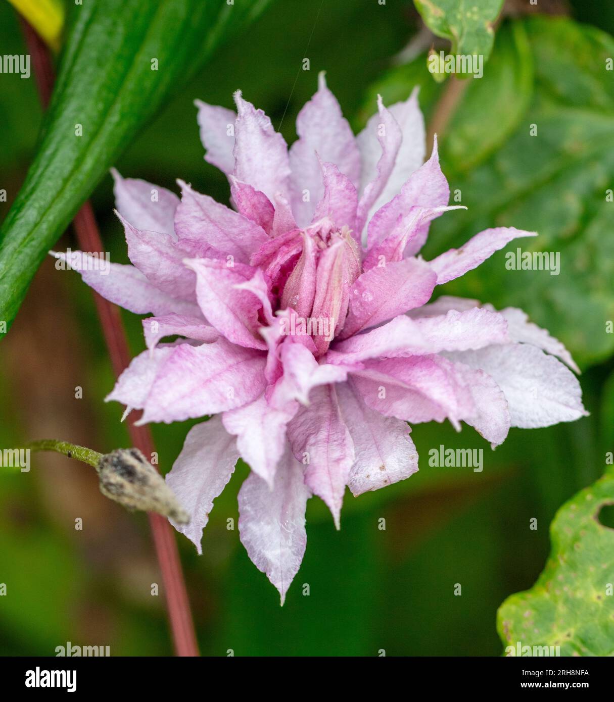 'Multi Pink' Early Large-flowered group, Klematis (Clematis hybrid ...