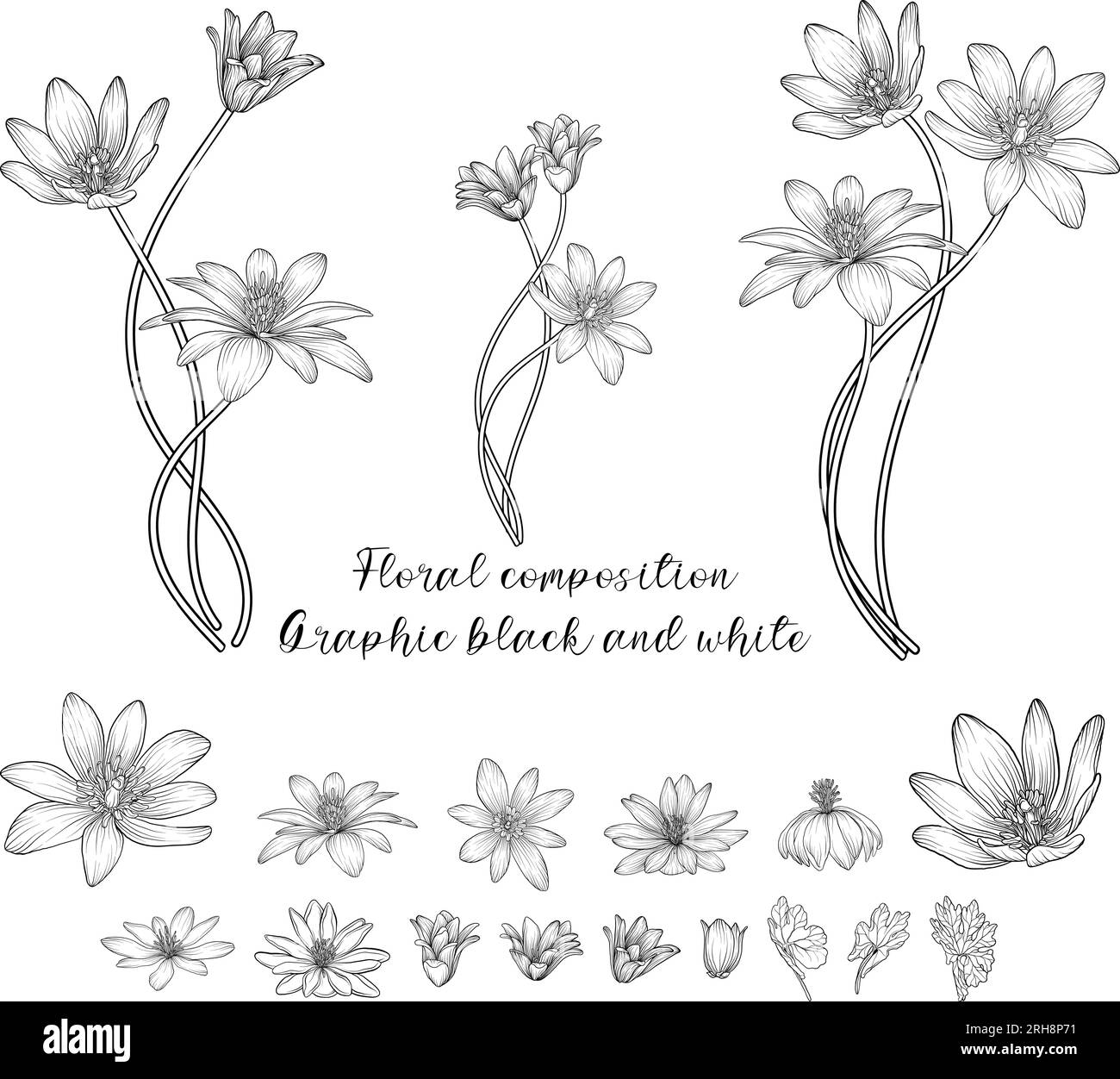 Graphic black and white floral composition. garden Stock Vector Image ...