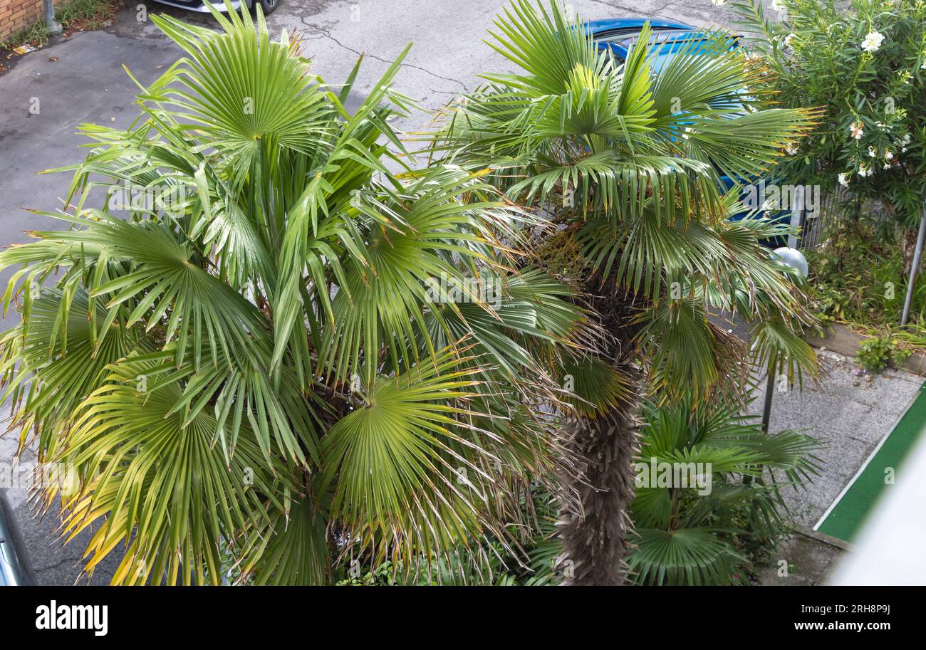 Leafy green palm trees hi-res stock photography and images - Alamy