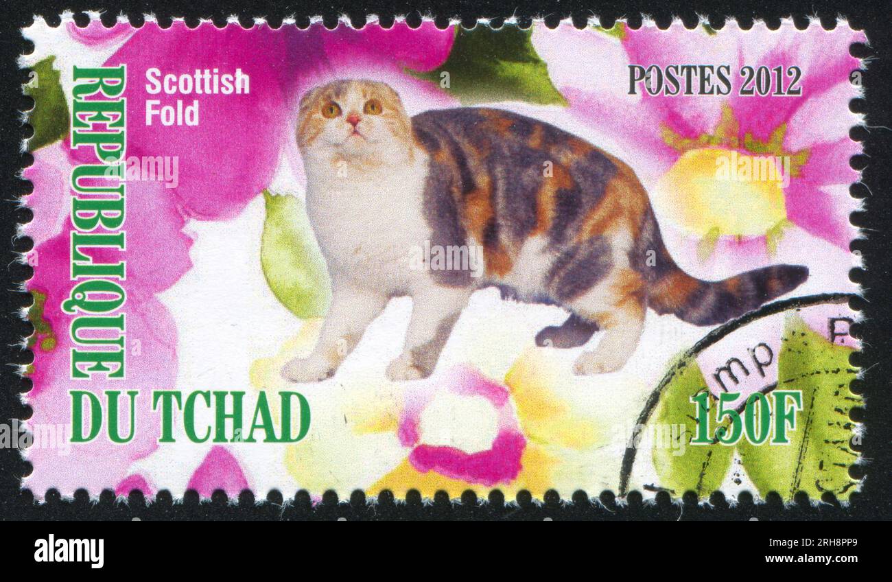 CHAD - CIRCA 2012: stamp printed by Chad, shows Scottish fold cat ...