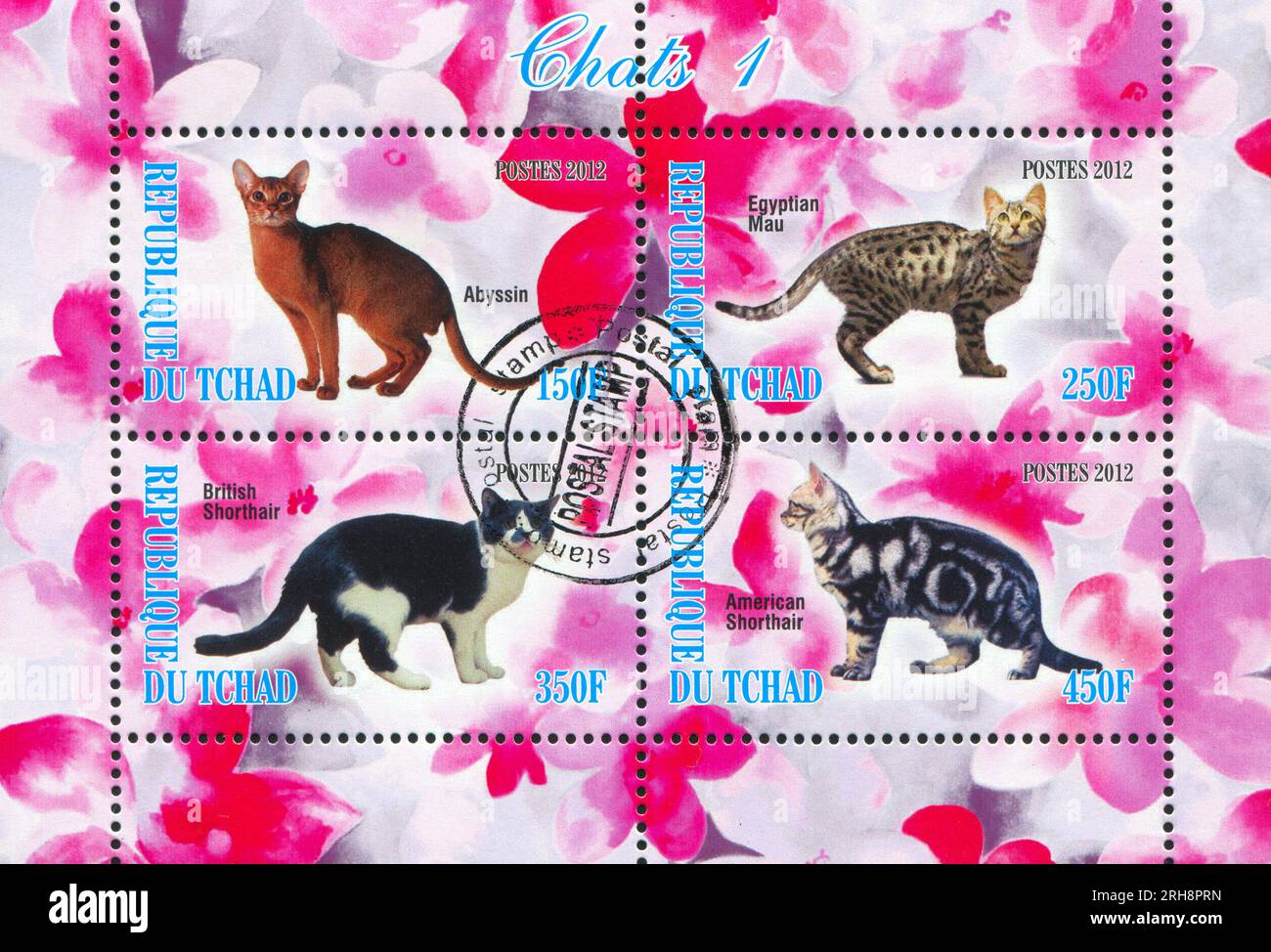 Egyptian mau british shorthair hi-res stock photography and images - Alamy