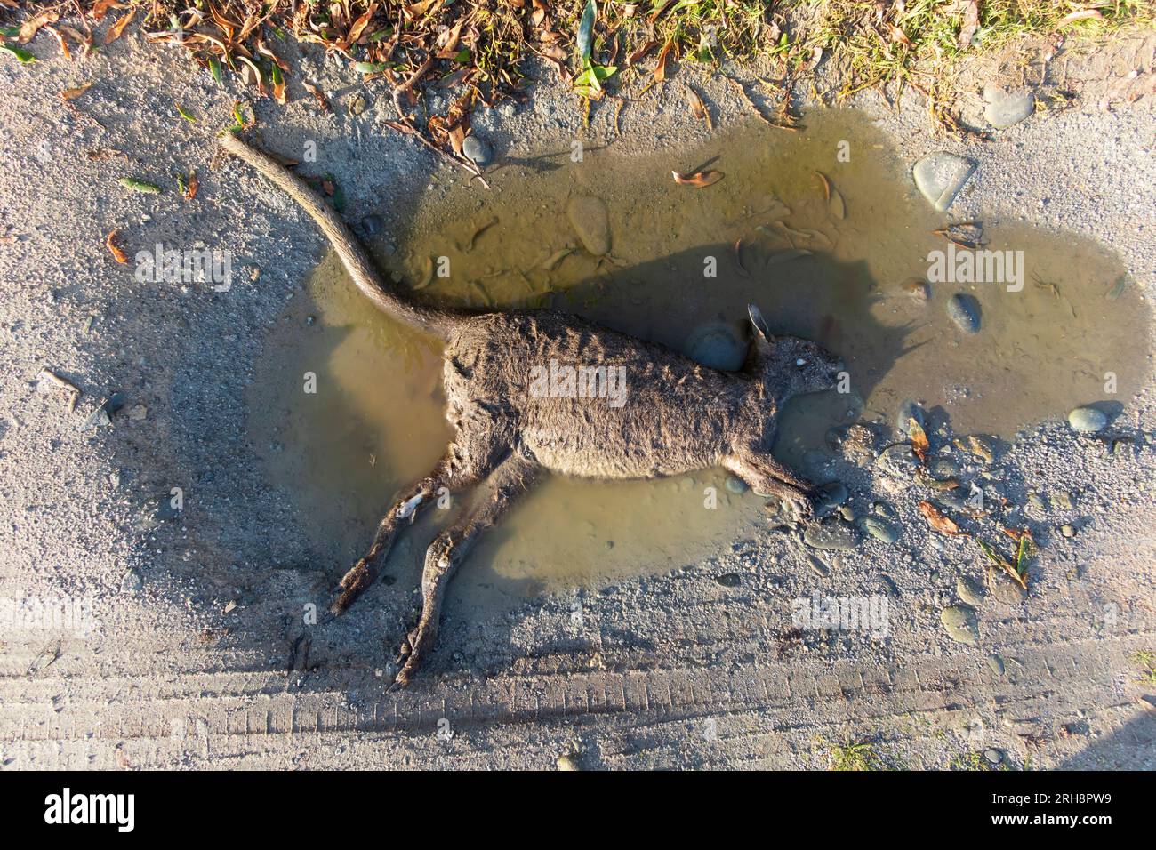 Photograph of a dead Bennetts Wallaby lying in a water puddle in the ...
