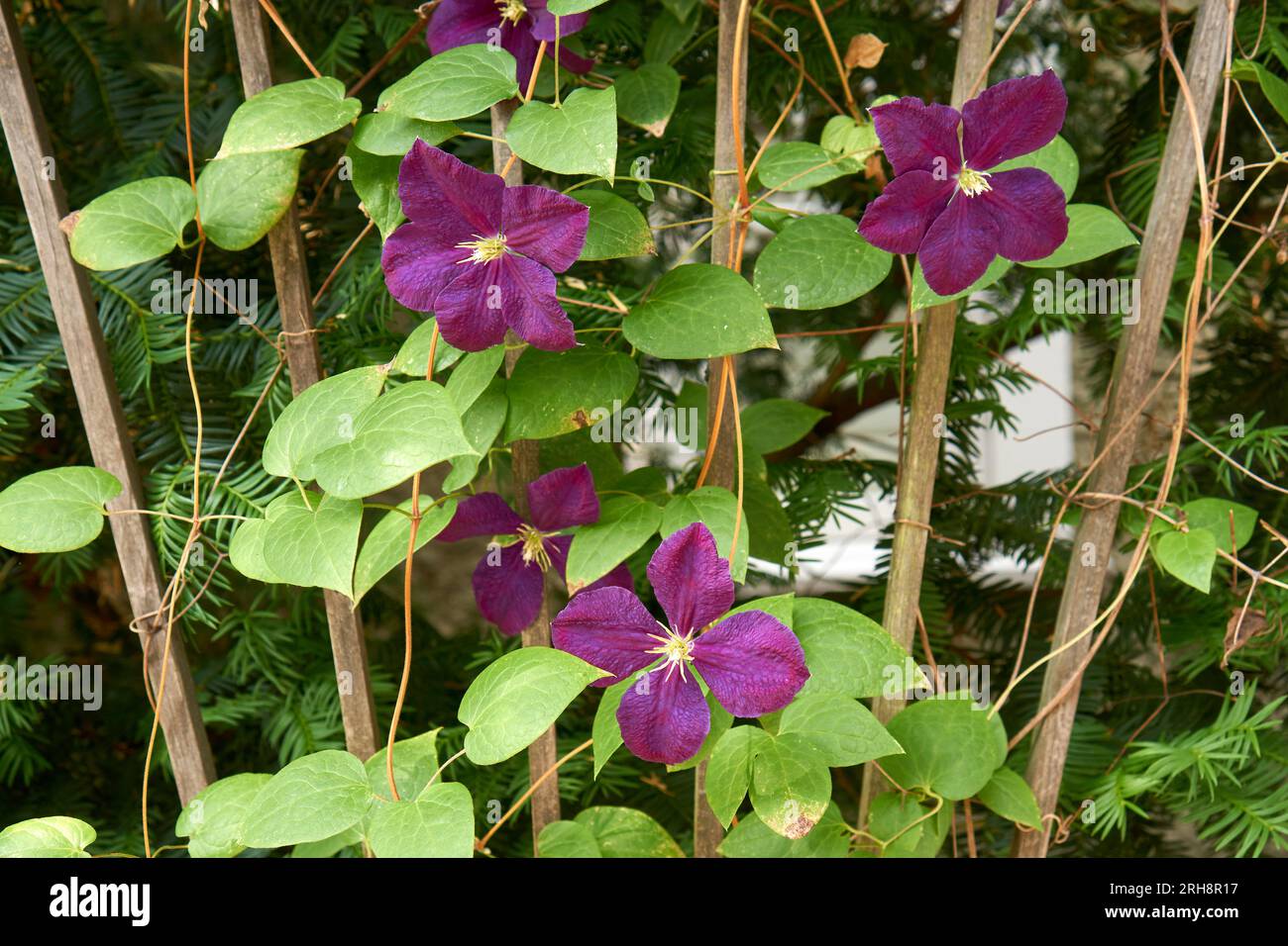 Closeup of purple Lasurstern clematis flowers growing on a weathered ...