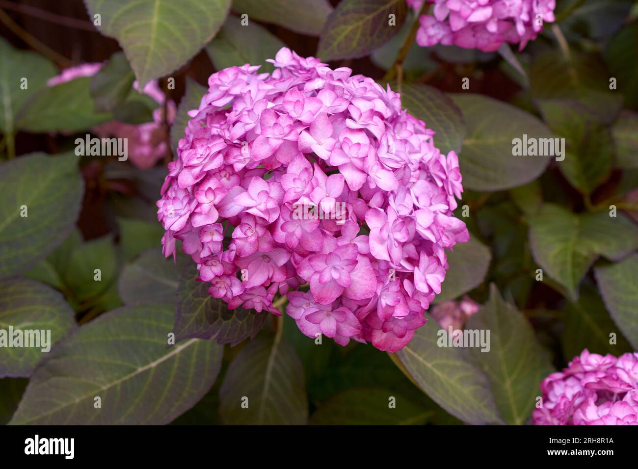 Pink flowering hydrangea shrubs hi-res stock photography and images - Alamy