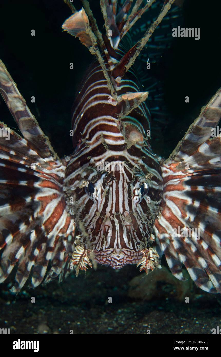 Common Lionfish, Pterois volitans, TK3 dive site, Lembeh Straits ...