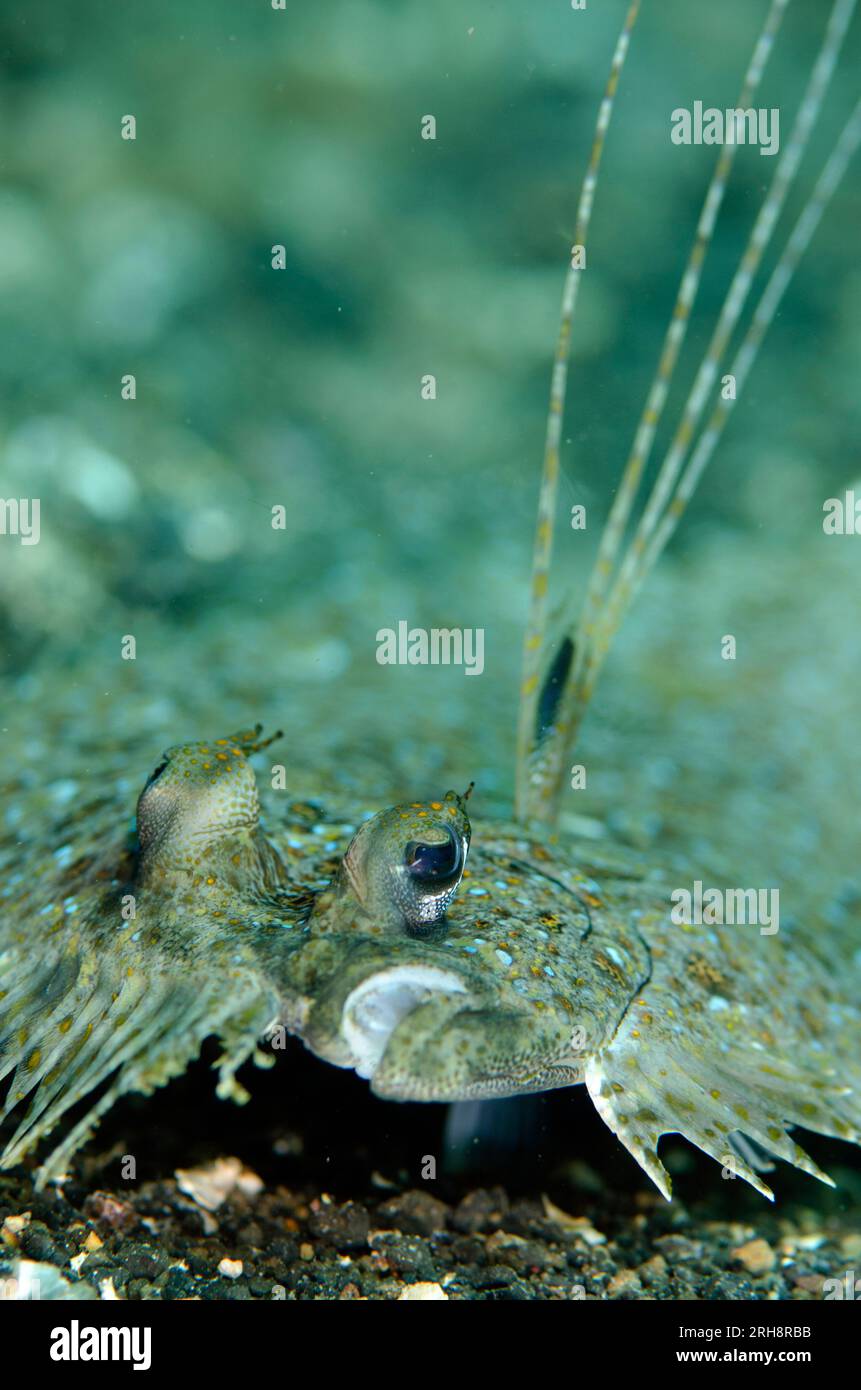 Male Panther Flounder, Bothus pantherinus, with filamentous rays on ...