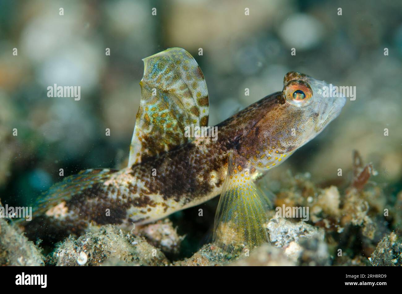 Monster Shrimpgoby, Tomiyamichthys oni, with extended fin at hole ...
