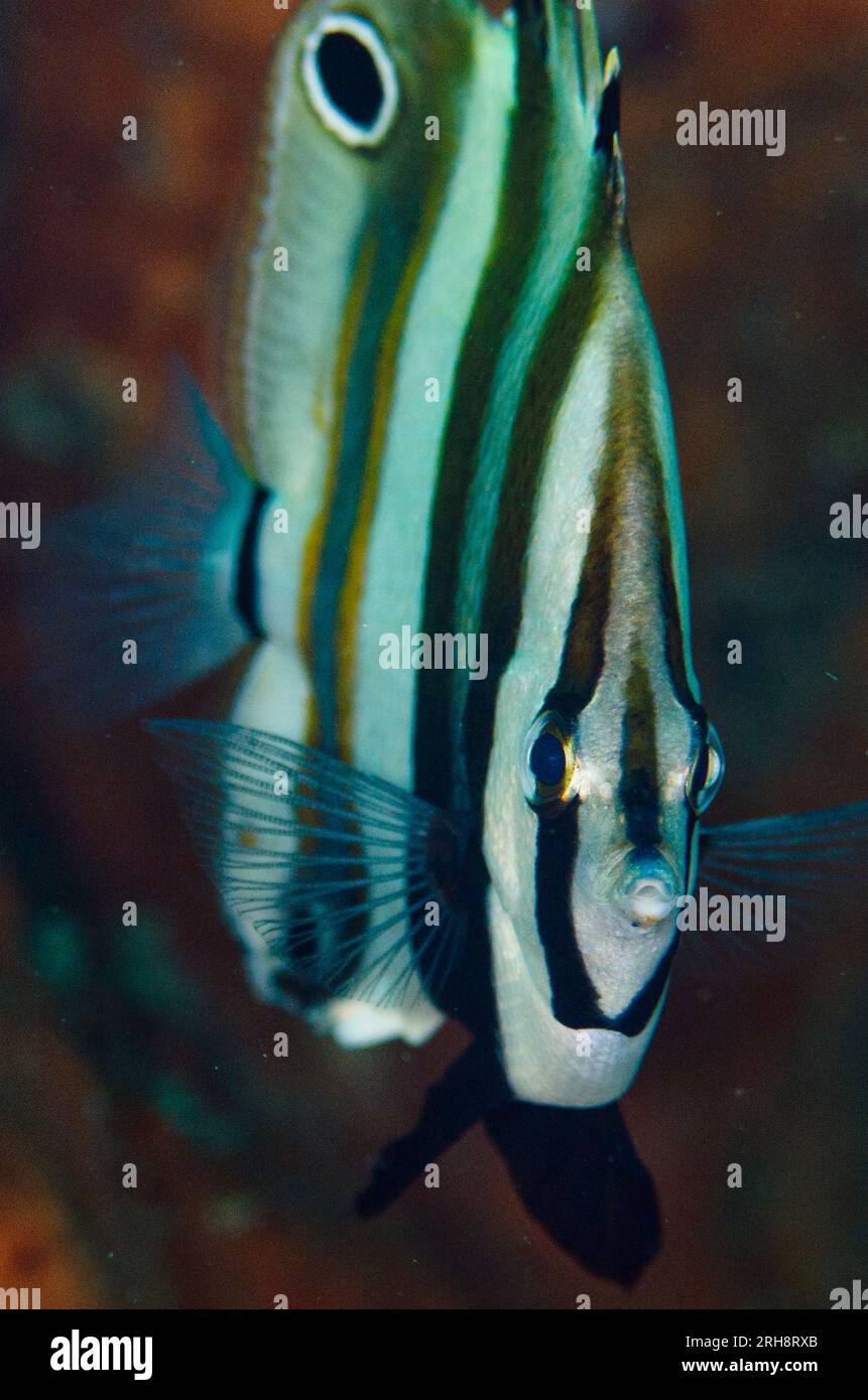 Two-eyed Coralfish, Coradion melanopus, Angel's Window dive site ...