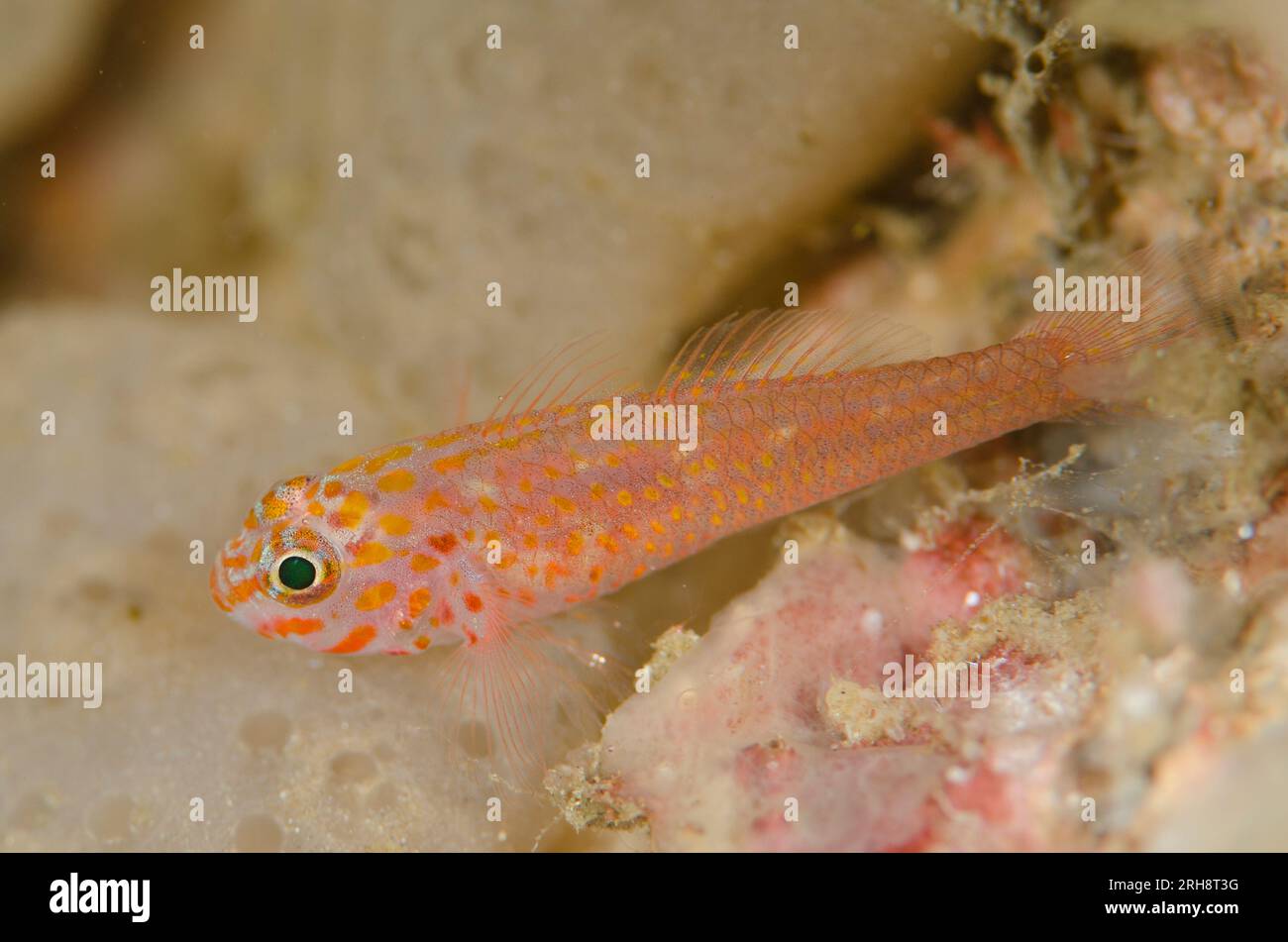 Fangs dwarfgoby hi-res stock photography and images - Alamy