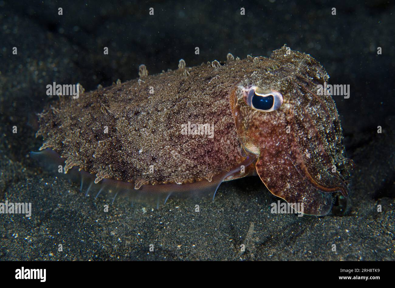 Golden Cuttlefish, Sepia esculenta, Retak Larry dive site, Lembeh ...