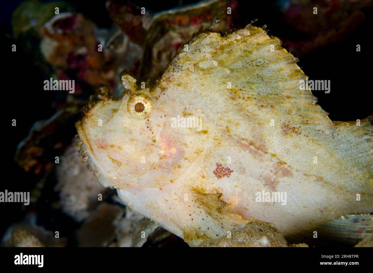 Leaf Scorpionfish, Taenianotus triacanthus, Mimping dive site ...
