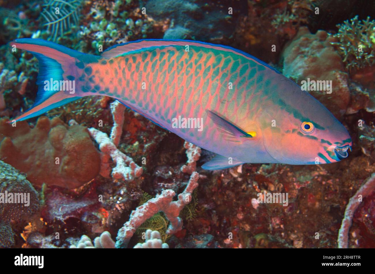 Mimping hi-res stock photography and images - Alamy