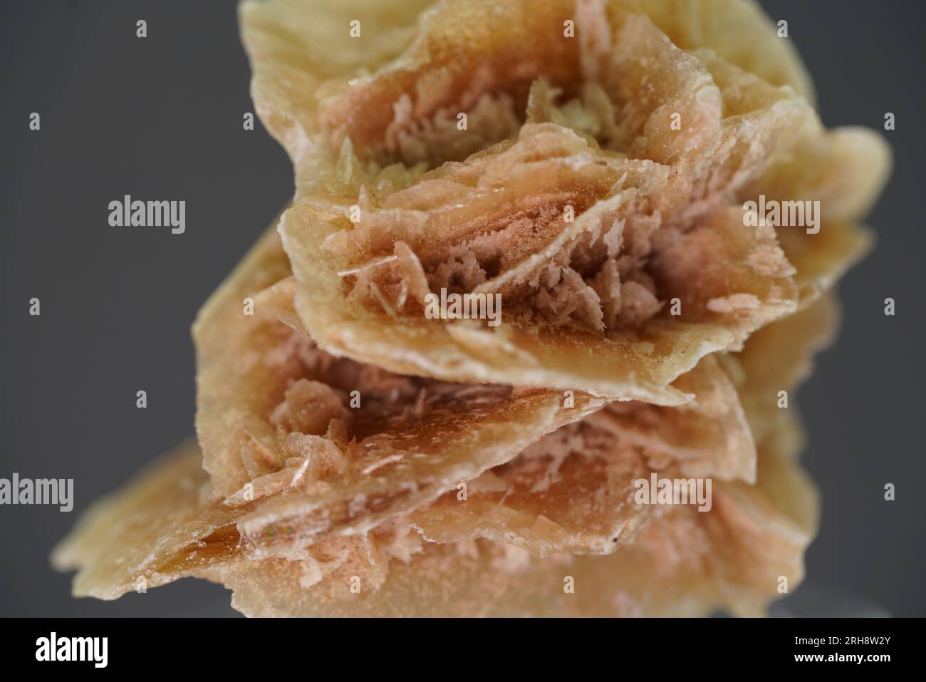 Gypsum rose with a crystal on a cut out background, Crystals resembling ...