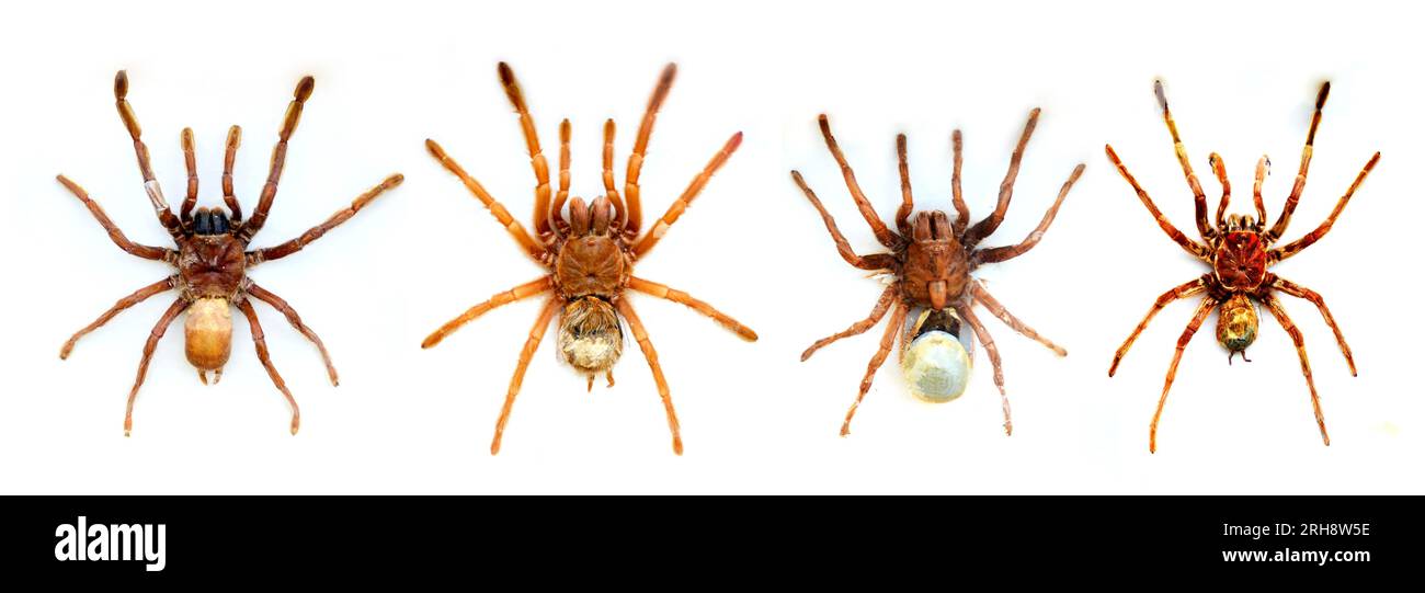 Exotic insects of the fauna of South America common in Central and ...