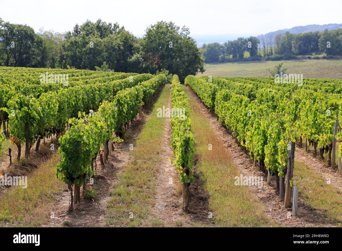 Vignoble des Côtes de Castillon. Vigne et vignoble des vins de Bordeaux ...