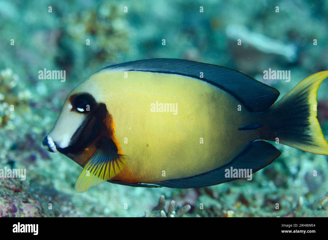 Mimic Surgeonfish, Acanthurus pyroferus, Crystal Lagoon dive site ...