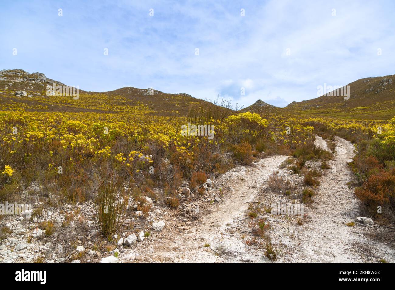 Fynbos landscape in the Mountains near Caledon in the Western Cape of ...