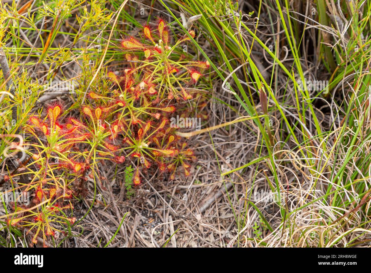 Carnivorous Plants: Drosera glabripes in natural habitat near Caledon ...