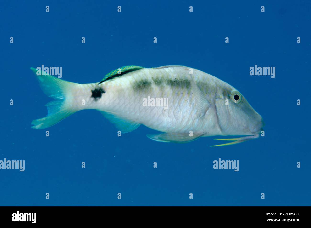 Dash-dot Goatfish, Parupeneus barberinus, Crystal Lagoon dive site ...