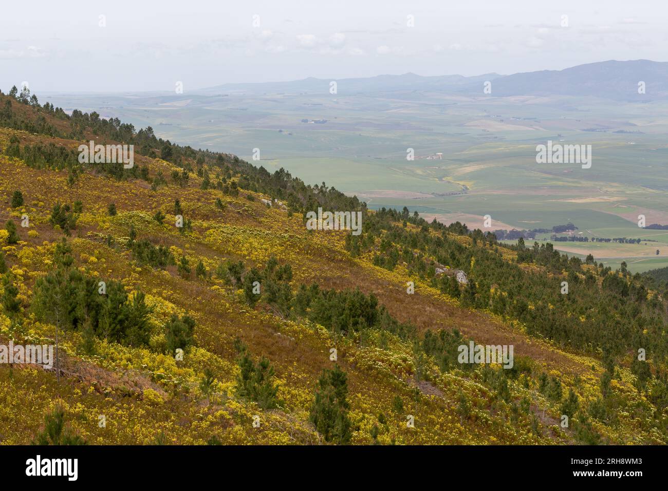 Fynbos landscape in the Mountains near Caledon in the Western Cape of ...