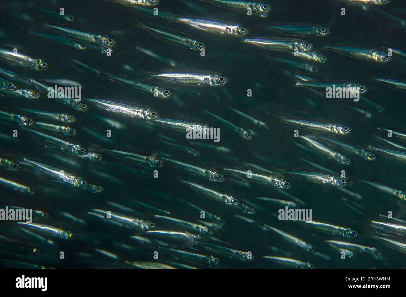 School of Robust Silversides, Atherinomorus lacunosus, Matan Island ...