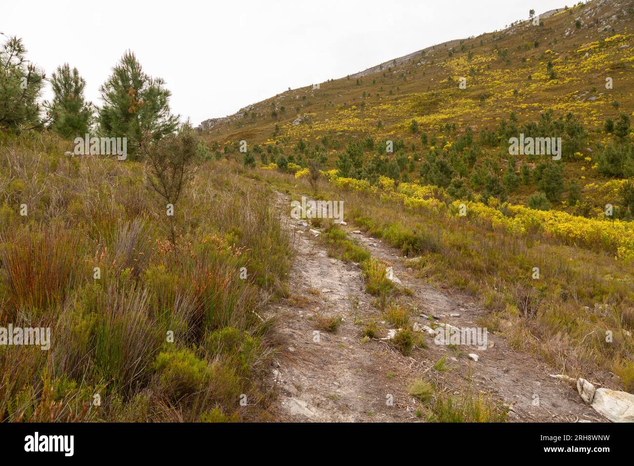 Fynbos landscape in the Mountains near Caledon in the Western Cape of ...