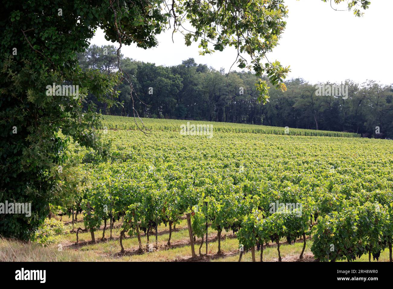 Castillon côtes de bordeaux hi-res stock photography and images - Alamy