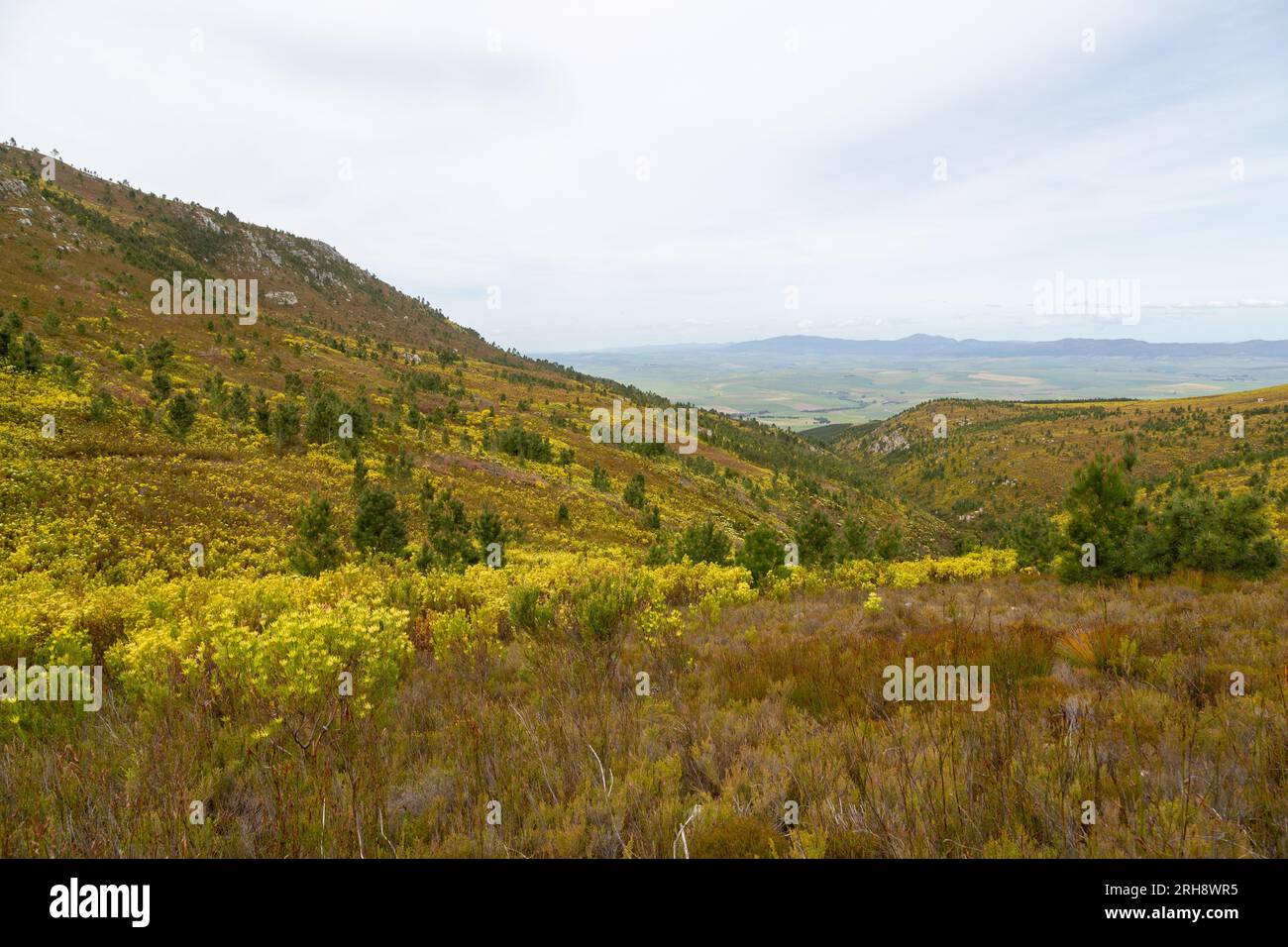 Fynbos landscape in the Mountains near Caledon in the Western Cape of ...