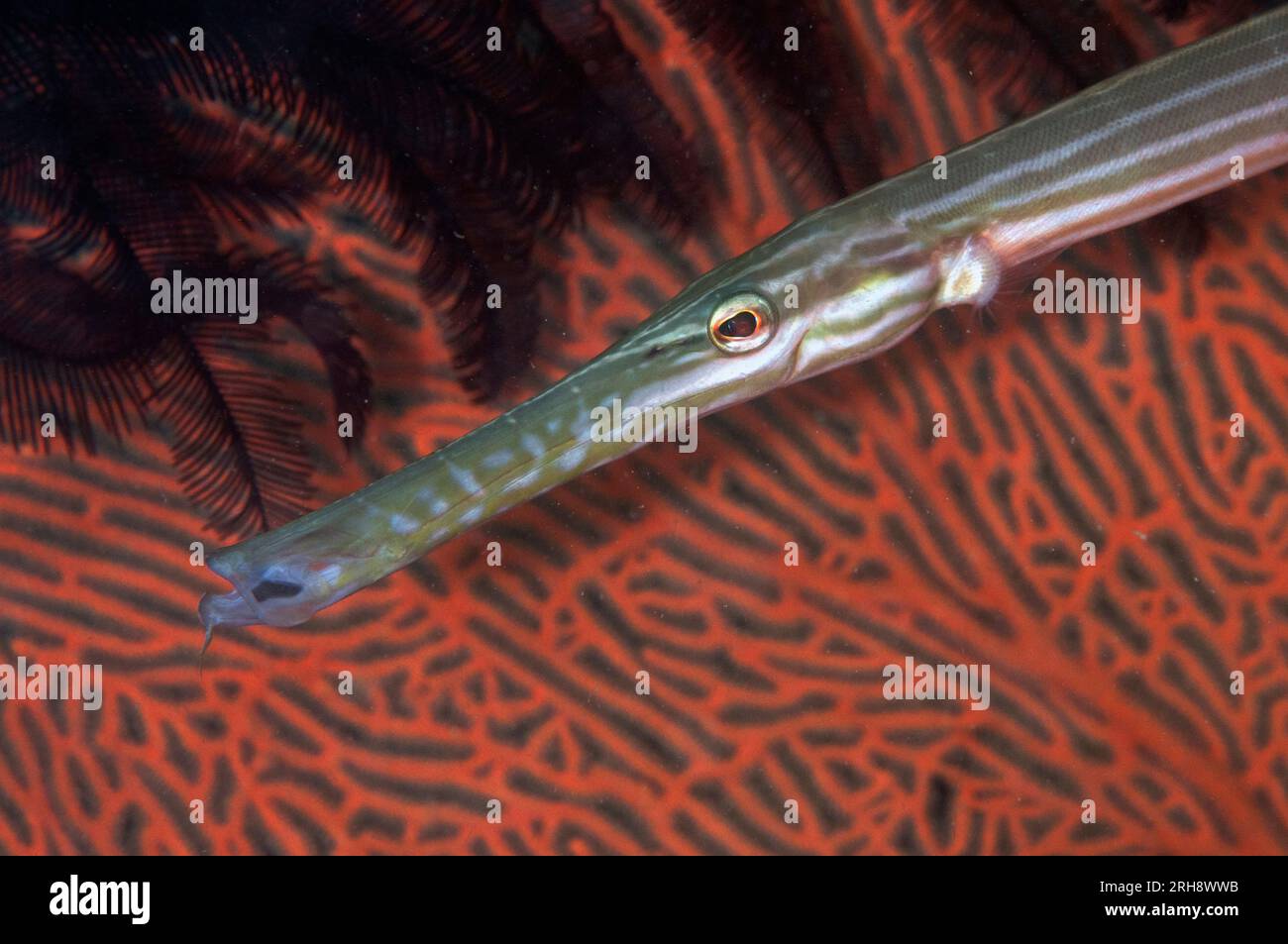 Chinese Trumpetfish, Aulostomus chinensis, by Sea Fan, Melithaea sp ...