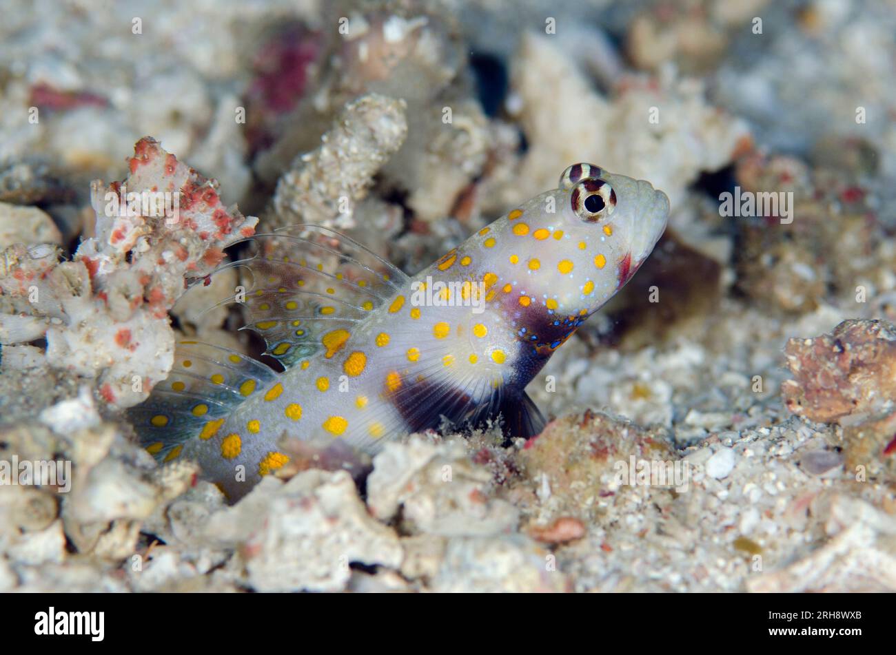 Spotted Shrimpgoby, Amblyeleotris guttata, Love Potion No. 9 dive site ...