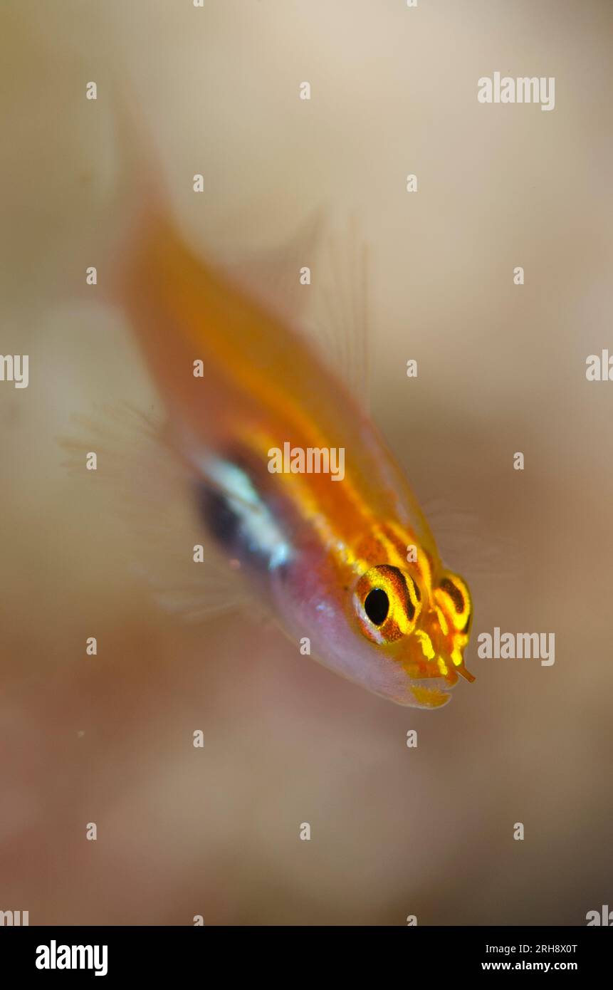 Neon Dwarfgoby, Eviota atriventris, Love Potion No. 9 dive site ...