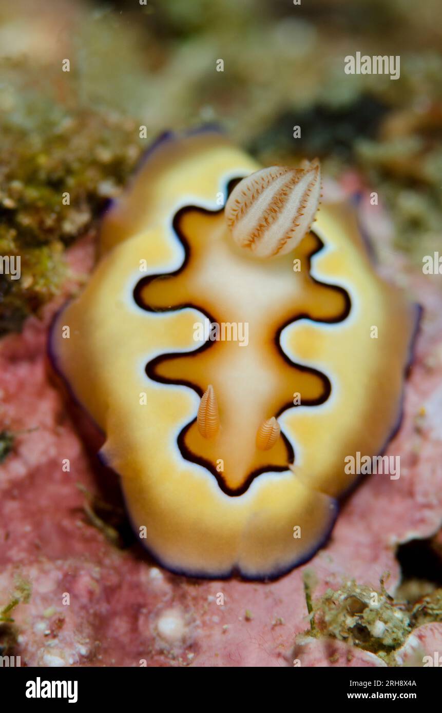 Co's Chromodoris Nudibranch, Goniobranchus coi, Plateau dive site ...