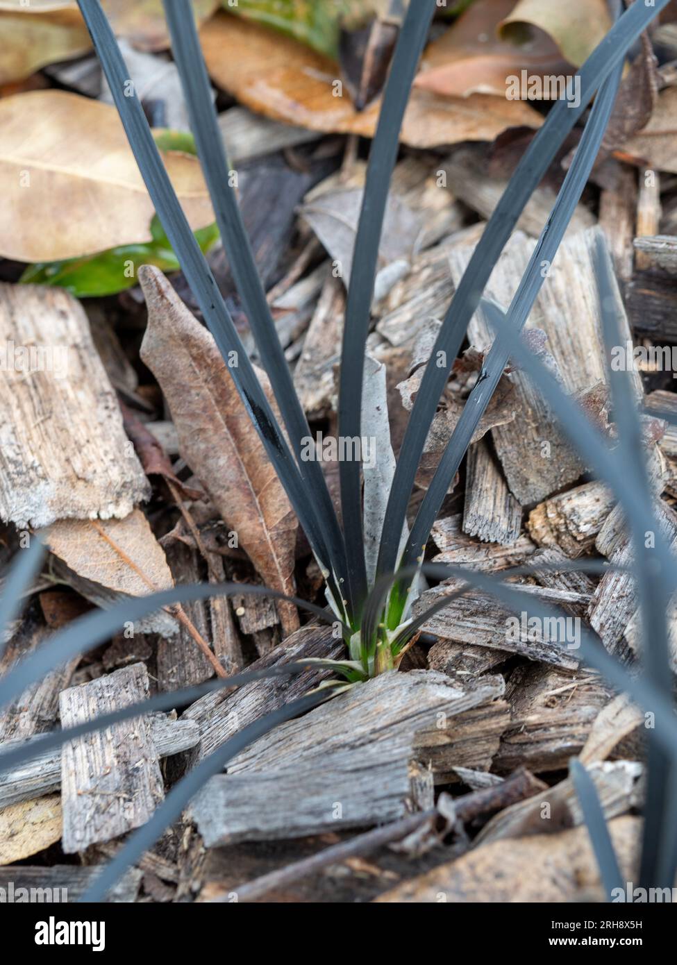Black Mondo Grass closeup, Ophiopogon planiscapus, surrounded by mulch ...