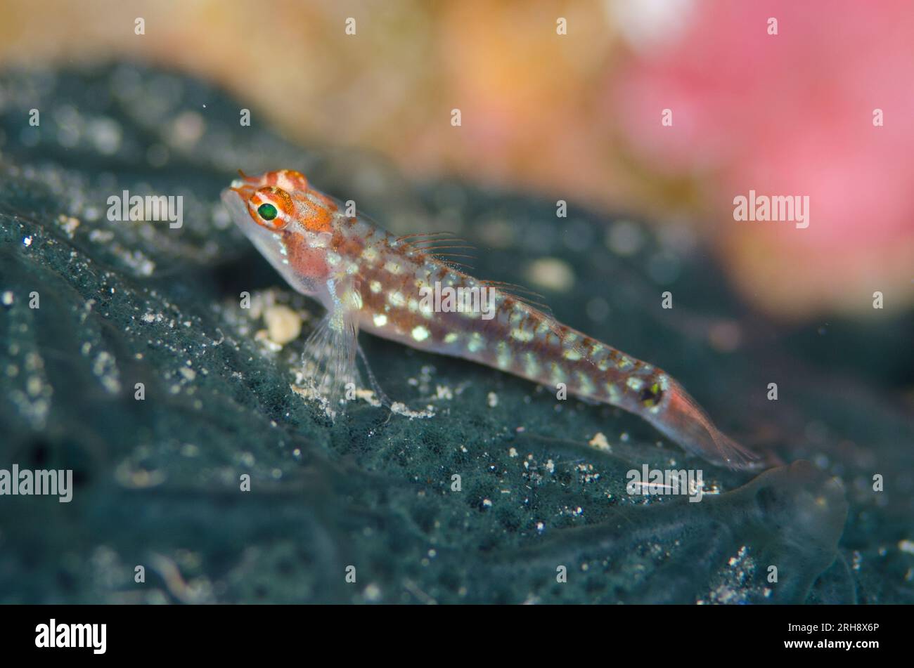 Zebra Dwarfgoby, Eviota zebrina, Plateau dive site, Balbulol Island ...