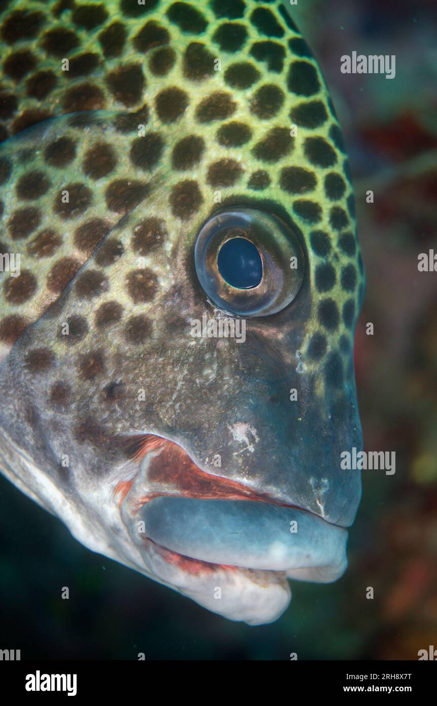 Many-spotted Sweetlips, Plectorhinchus chaetodonoides, No Contest dive ...