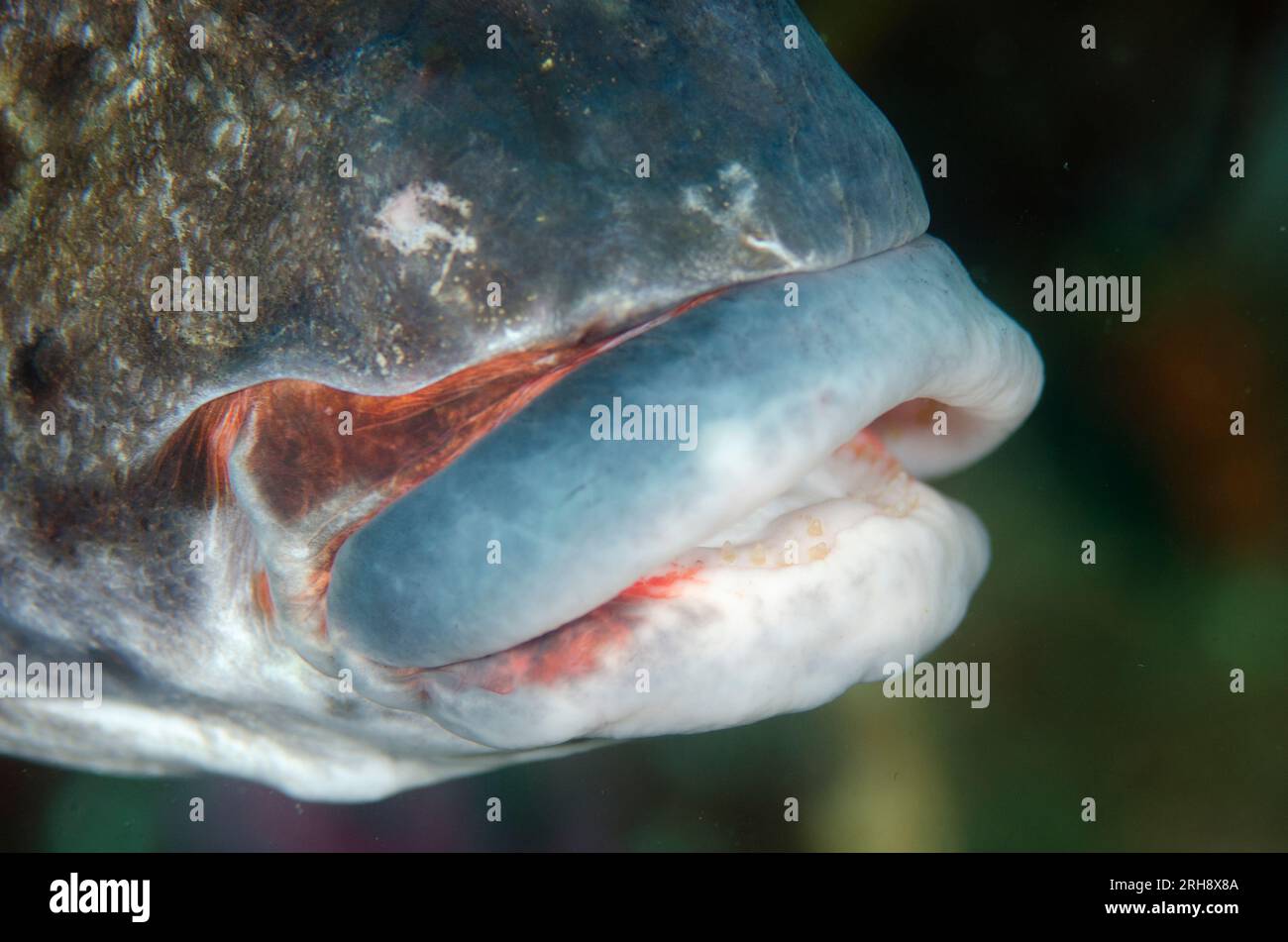 Lips of Many-spotted Sweetlips, Plectorhinchus chaetodonoides, No ...