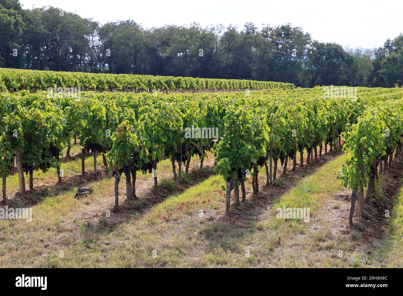 Visite de terre hi-res stock photography and images - Alamy