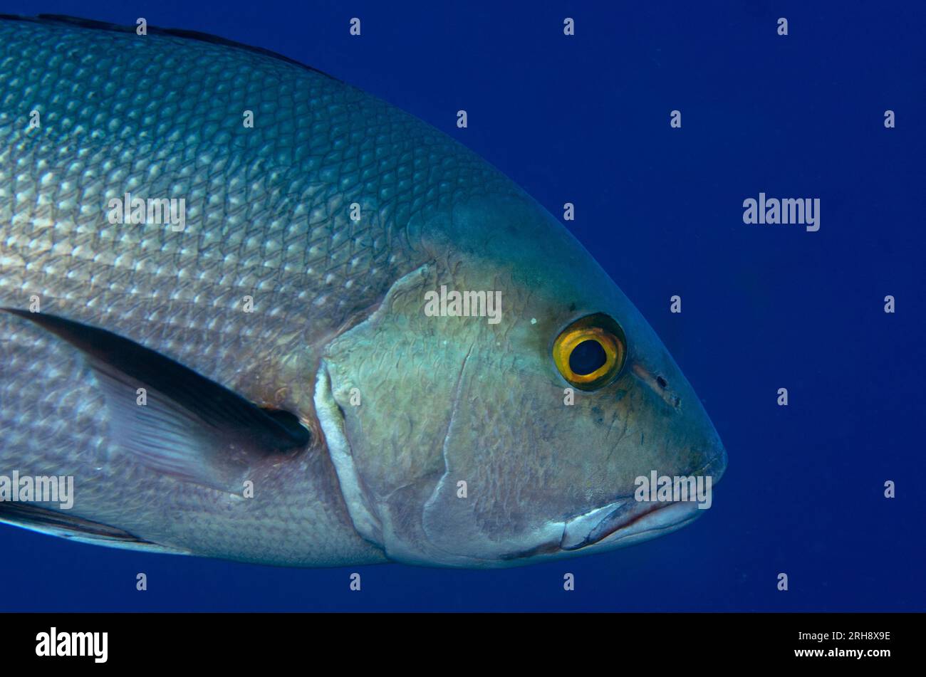 Red Snapper, Lutjanus bohar, No Contest dive site, Balbulol Island ...