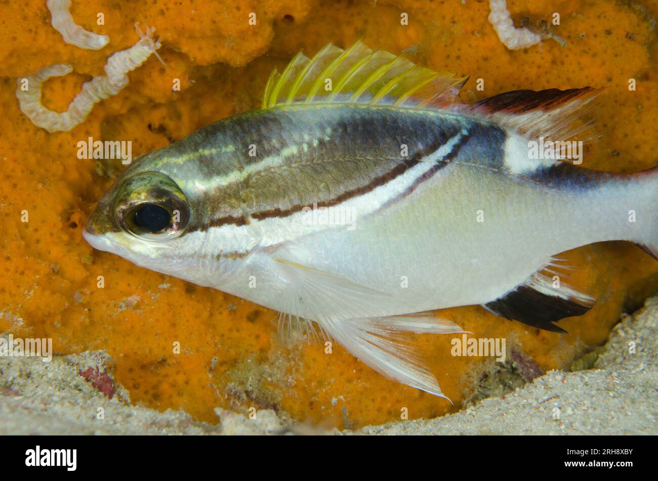 Bridled Monocle Bream, Scolopsis bilineatus, with extended fins, night ...