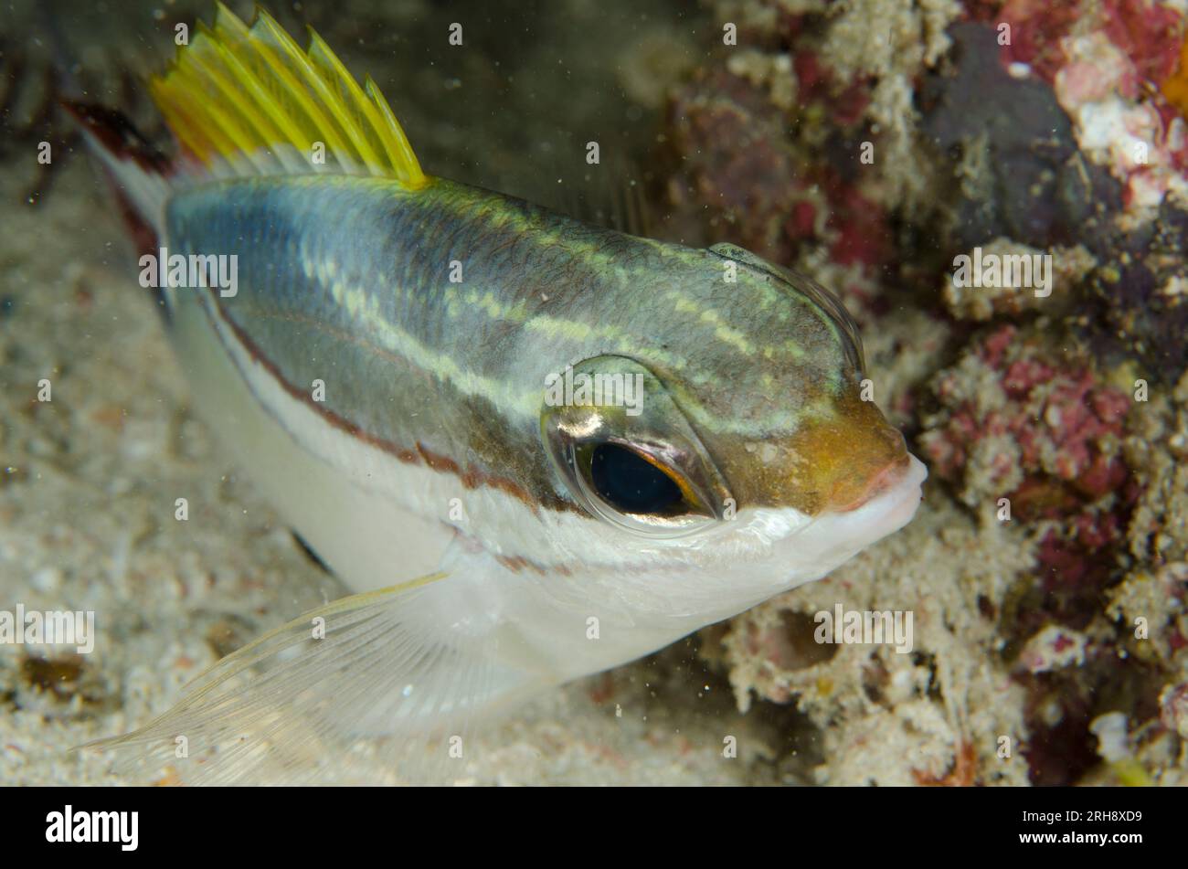Bridled Monocle Bream, Scolopsis bilineatus, with extended fins, night ...