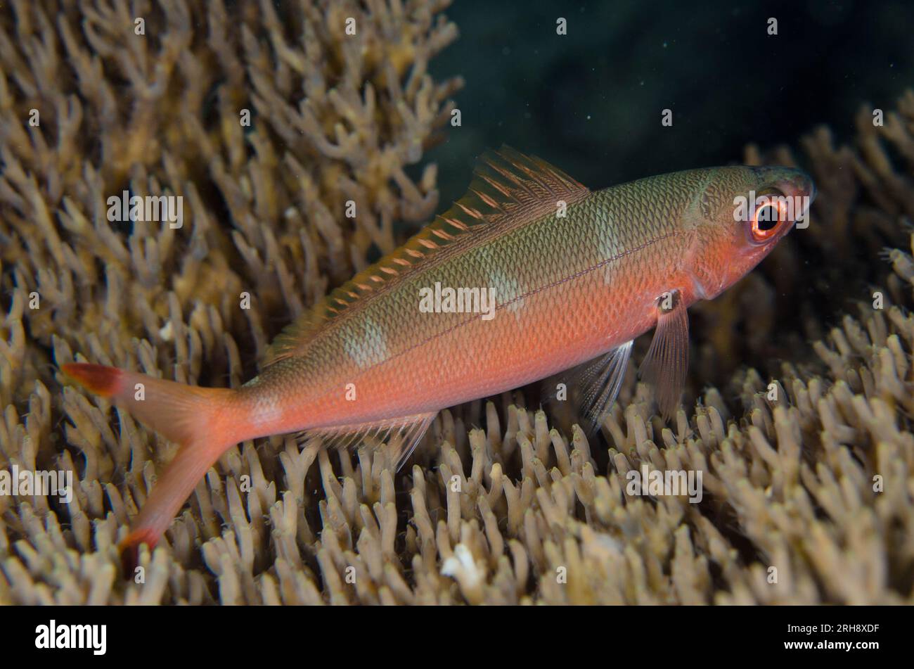 Double-lined Fusilier, Pterocaesio digramma, in night colors, night ...