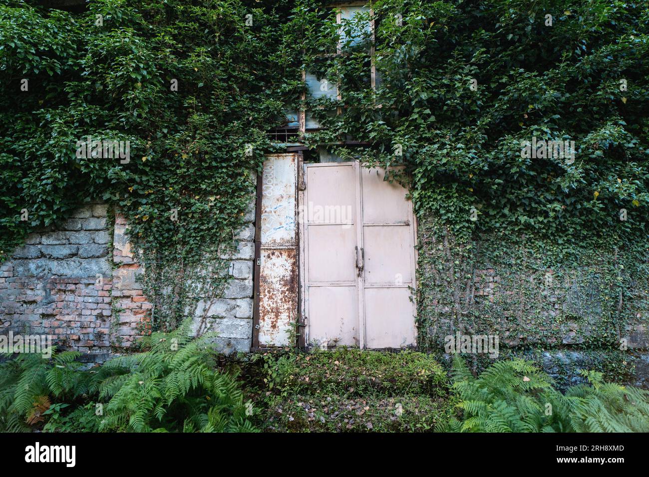 Wall of abandoned house heavily overgrown with green plants with rusty ...