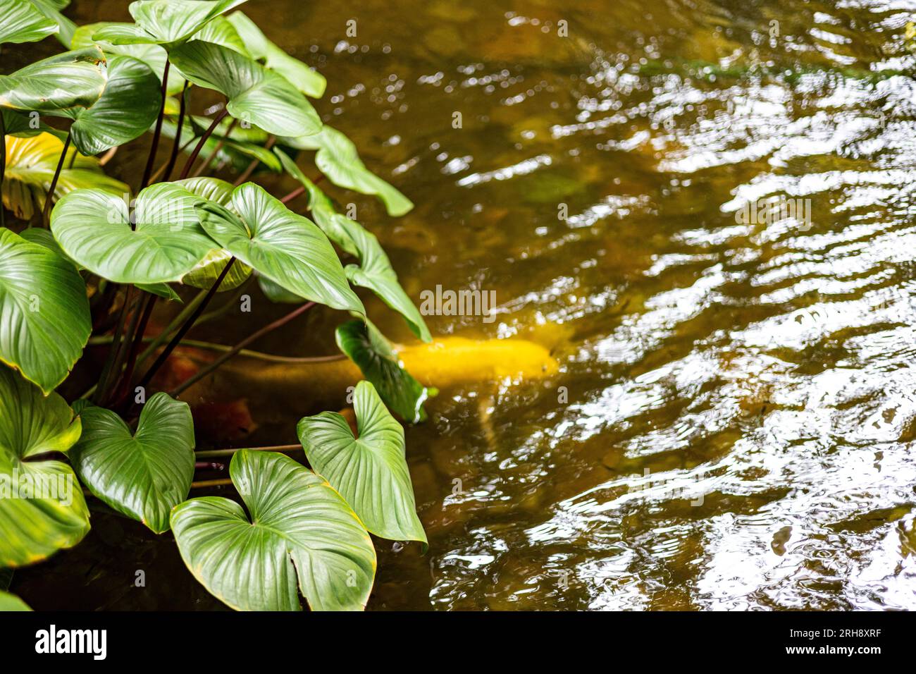 Water Plant Beside The Pond, Backgrounds for advertisements and ...