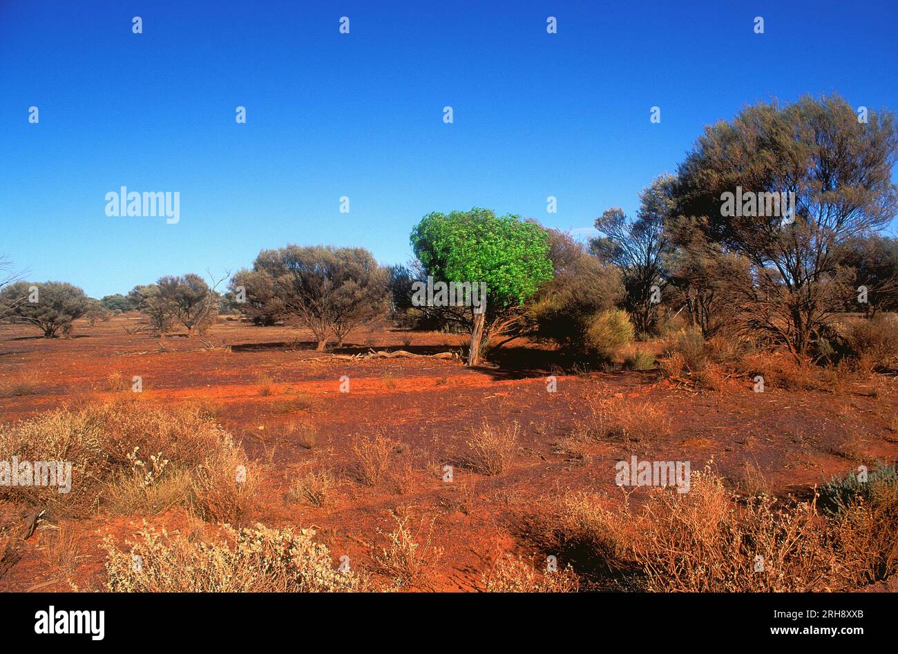 Outback vegetation, Pilbara, Northwest Australia Stock Photo - Alamy