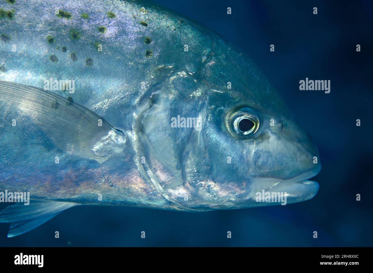 Yellow-spotted Trevally, Carangoides fulvoguttatus, Boo Rocks dive site ...