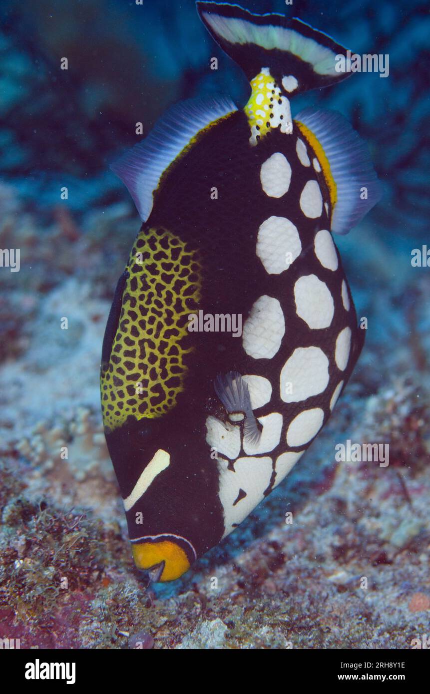 Clown Triggerfish, Balistoides conspicillum, Boo Rocks dive site, Boo ...