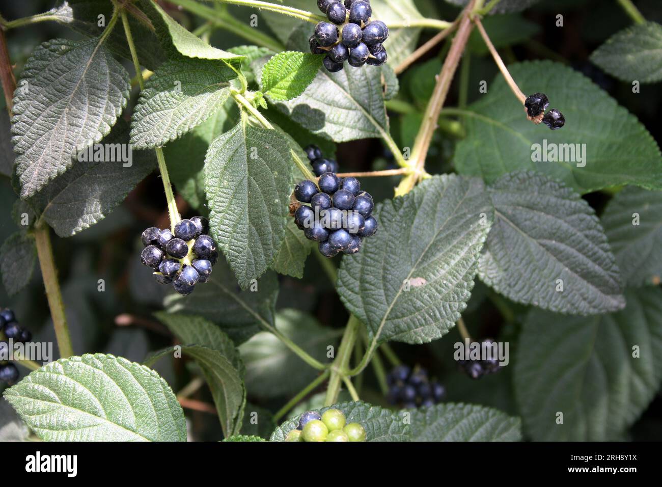 Common lantana (Lantana camara) fruits — black (mature); green ...
