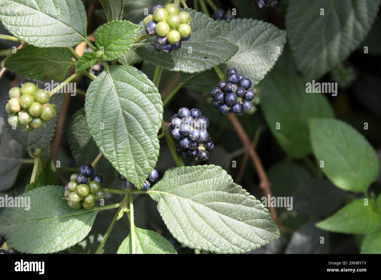 Common lantana (Lantana camara) fruits — black (mature); green ...
