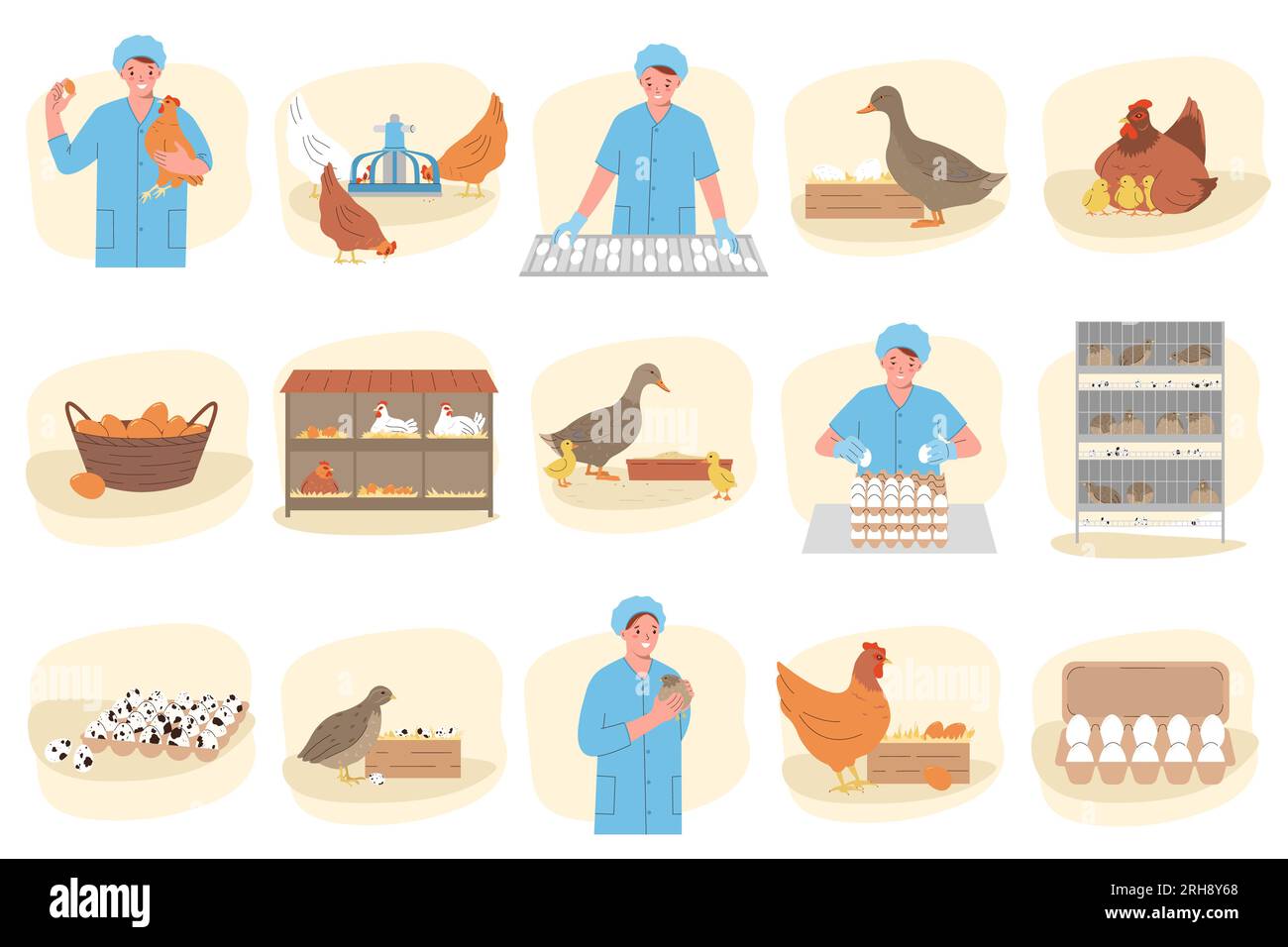 Poultry Eggs Production Flat Set With Domestic Birds And Female Factory